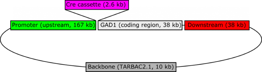 National Institute on Drug Abuse Intramural Research Program