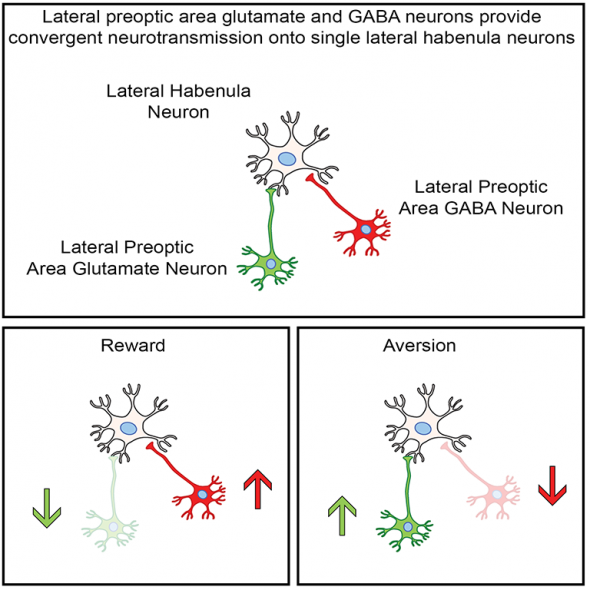 Lateral Preoptic Control of the Lateral Habenula through Convergent ...