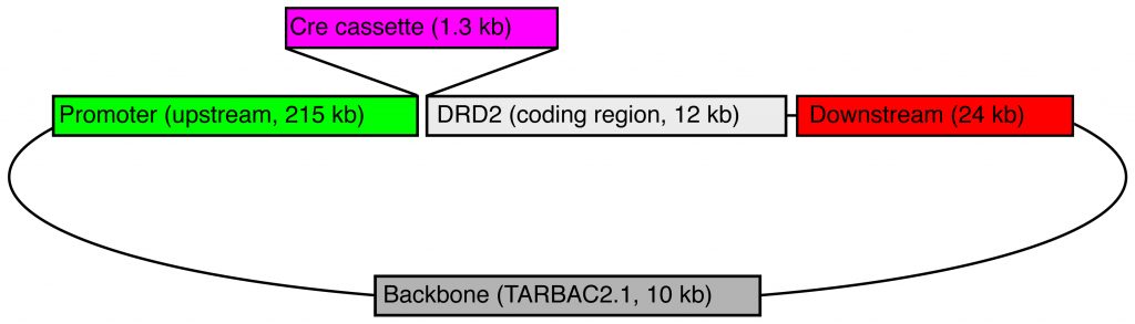 National Institute on Drug Abuse Intramural Research Program