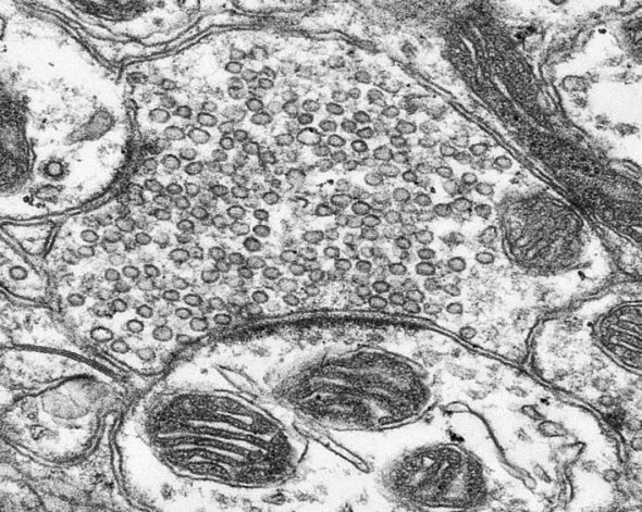 National Institute on Drug Abuse Intramural Research Program