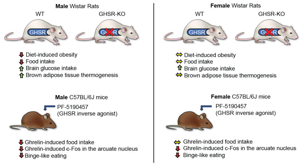 Genetic or pharmacological GHSR blockade has sexually dimorphic effects ...